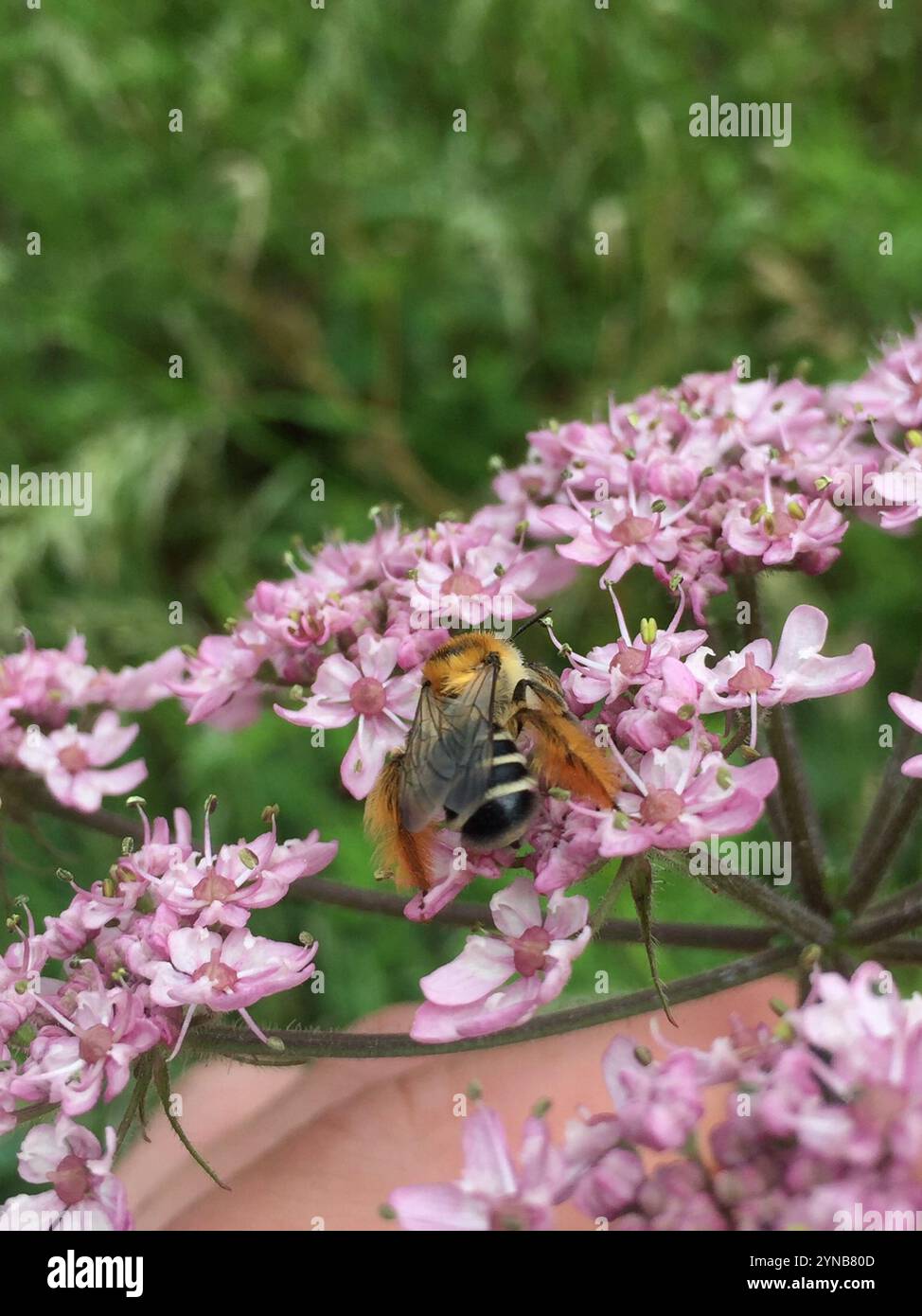 Common Pantaloon Bee (Dasypoda hirtipes Stock Photo - Alamy