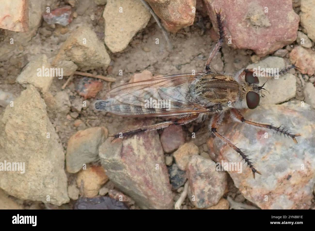 Giant Robber Flies (Promachus Stock Photo - Alamy
