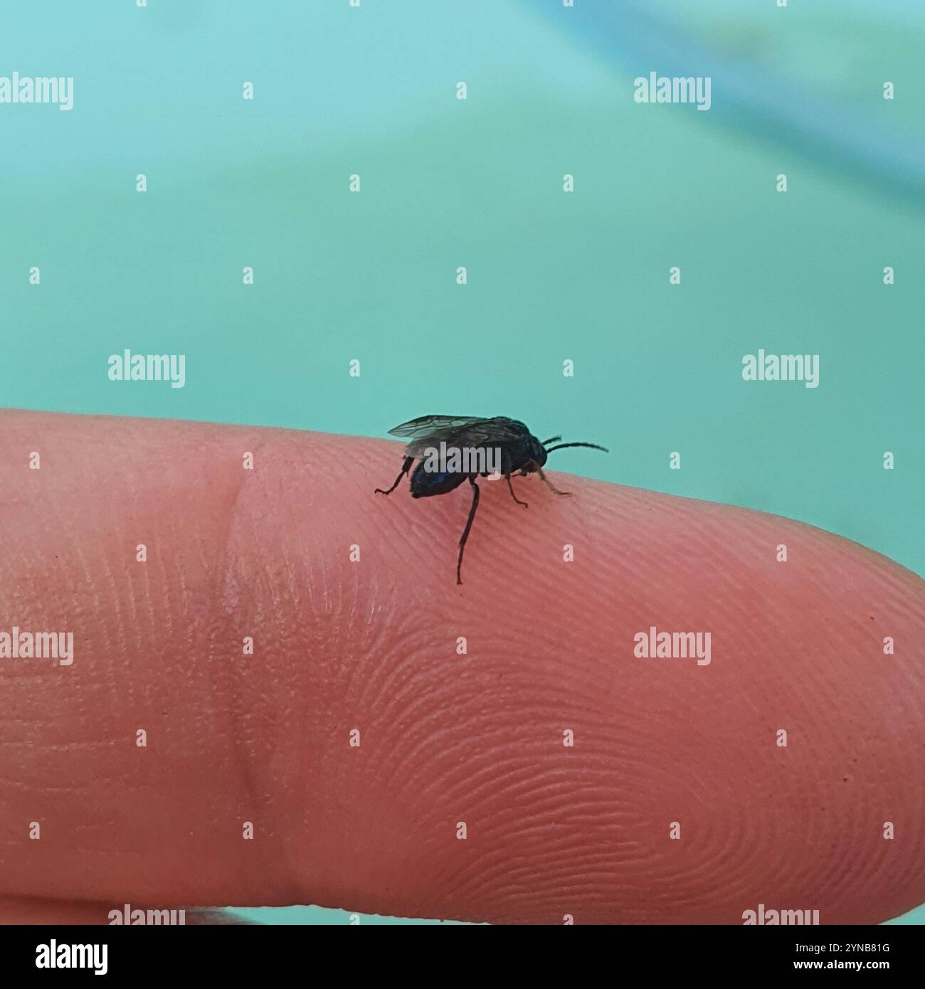 Cherry Slug Sawfly (Caliroa cerasi Stock Photo - Alamy