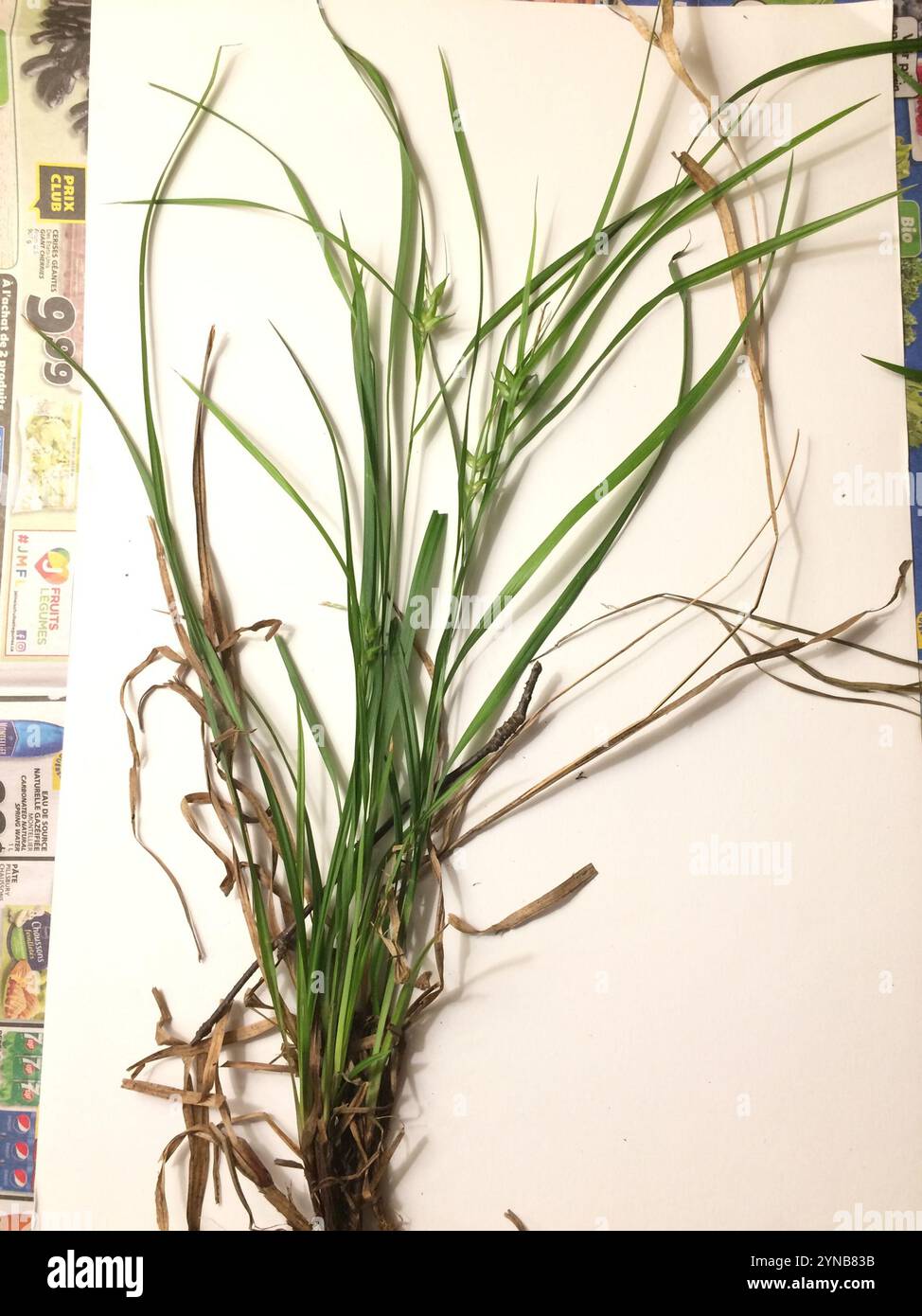 bladder sedge (Carex intumescens Stock Photo - Alamy