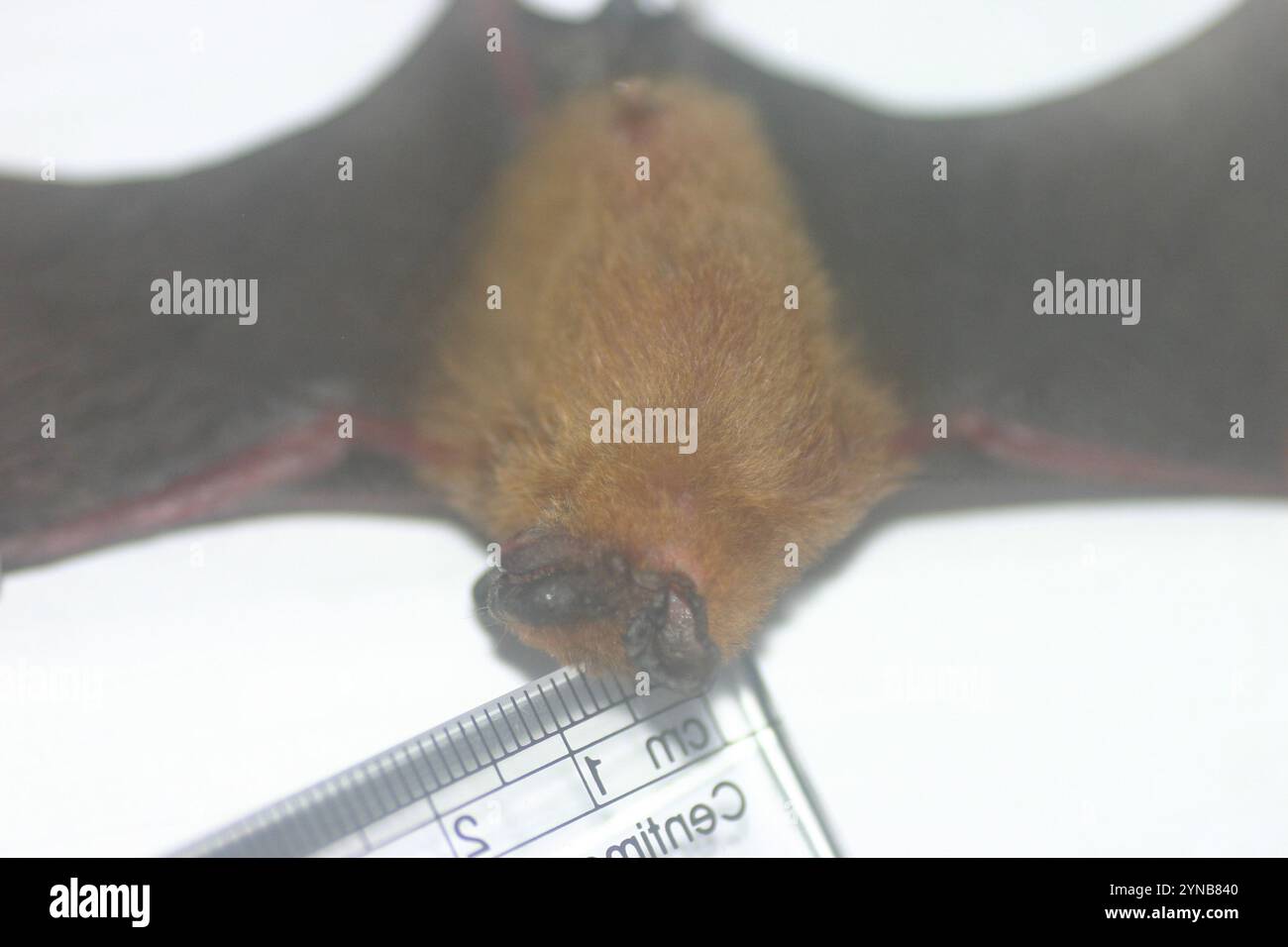 Bamboo Bats (Tylonycteris Stock Photo - Alamy