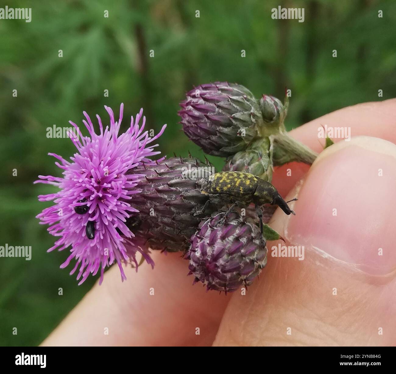 Turbine Cylindrical Weevil (Larinus turbinatus Stock Photo - Alamy