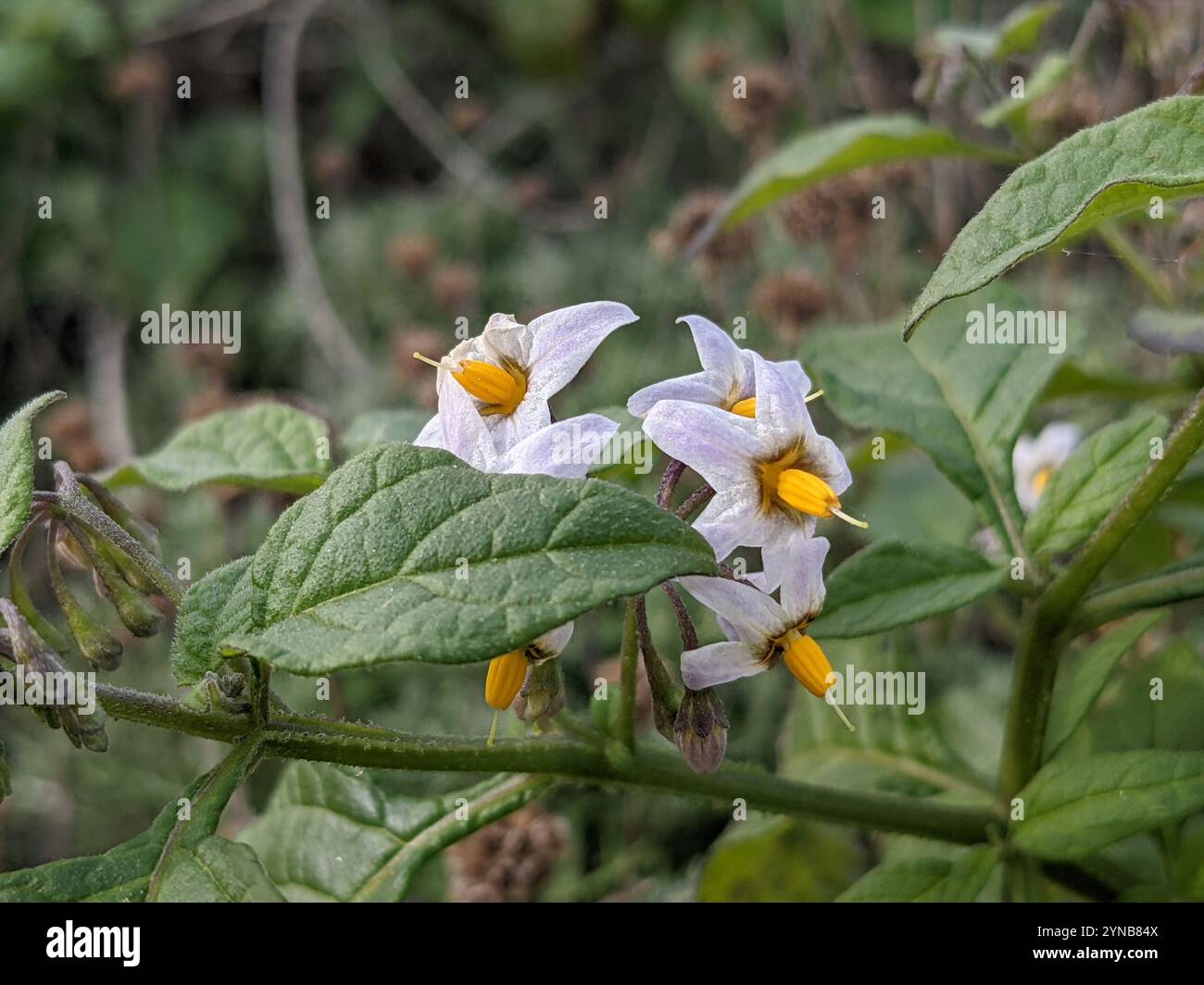 greenspot nightshade (Solanum douglasii Stock Photo - Alamy