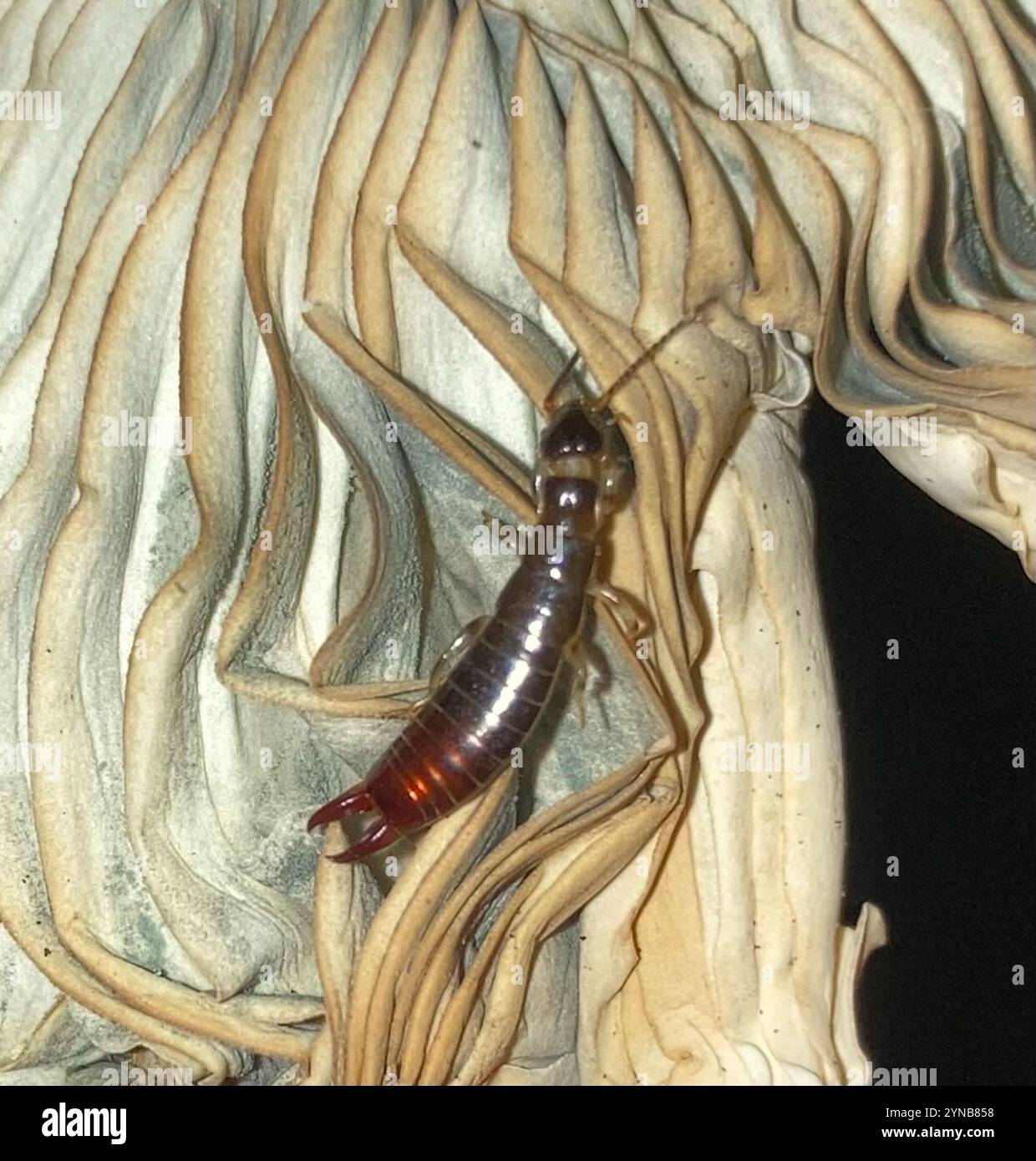 Ring-legged Earwig (Euborellia annulipes Stock Photo - Alamy