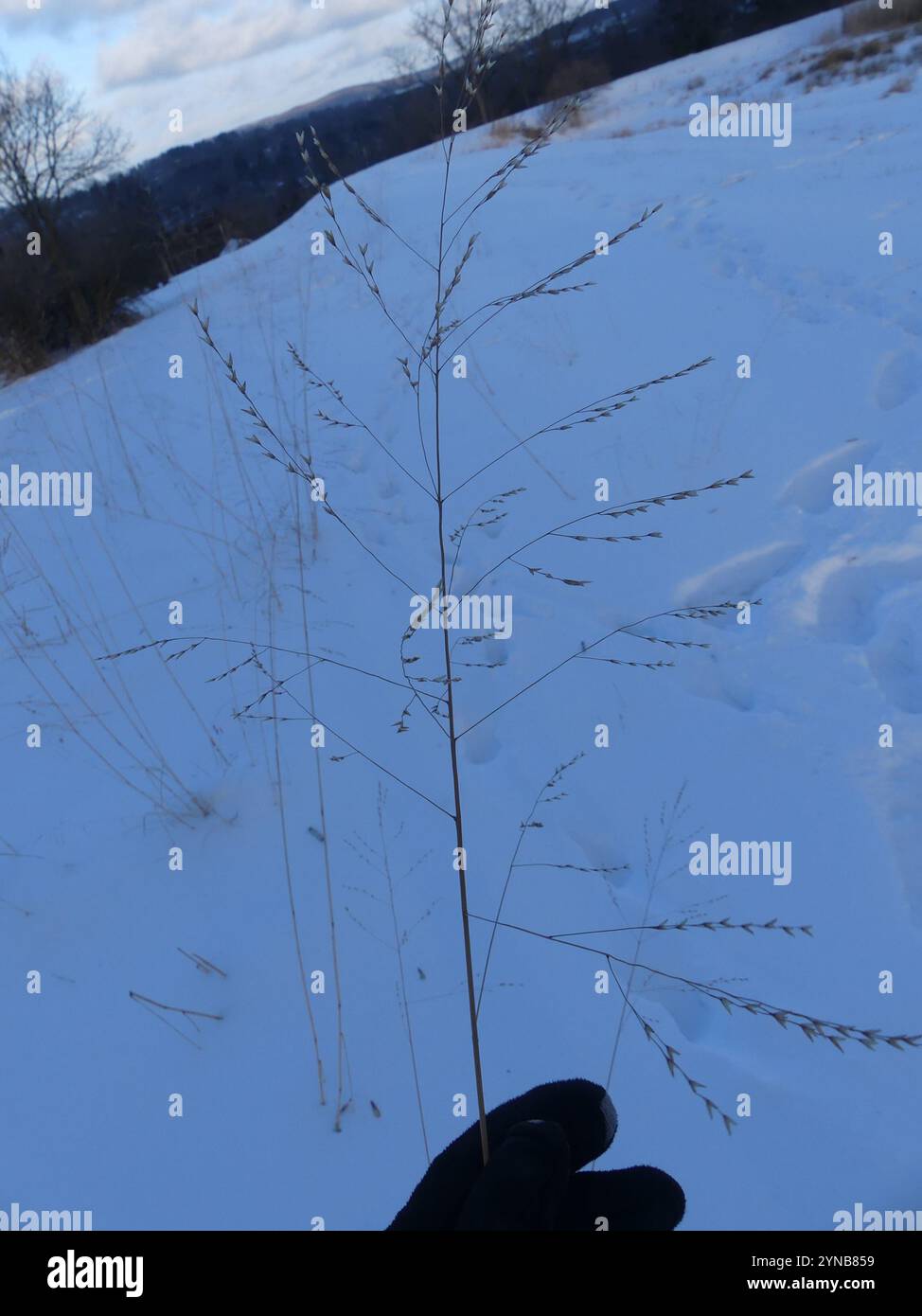 switchgrass (Panicum virgatum Stock Photo - Alamy
