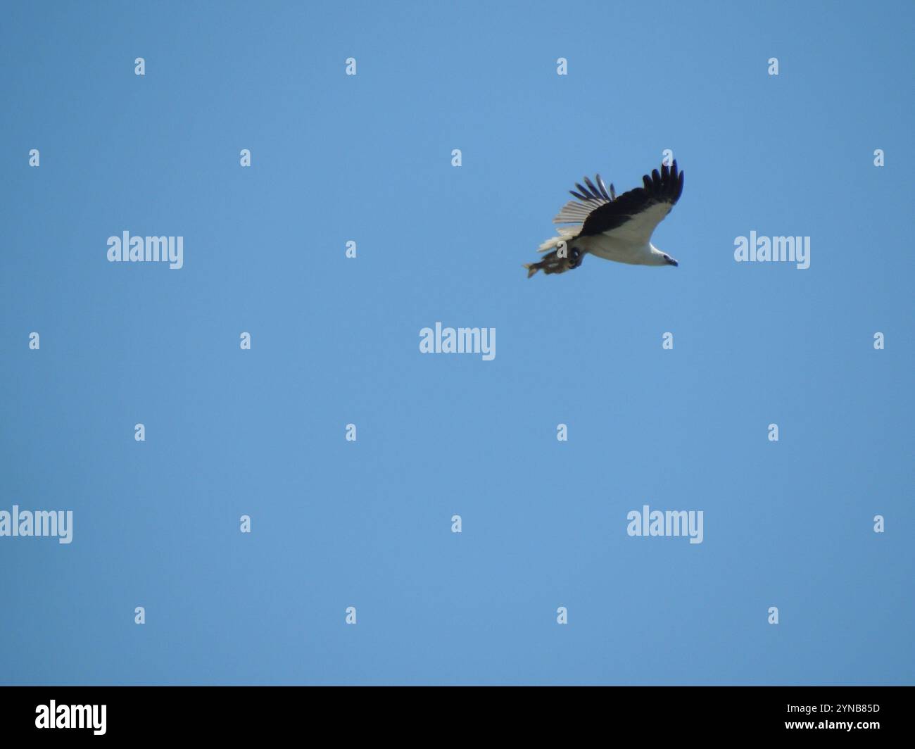 White-bellied Sea-Eagle (Icthyophaga leucogaster Stock Photo - Alamy