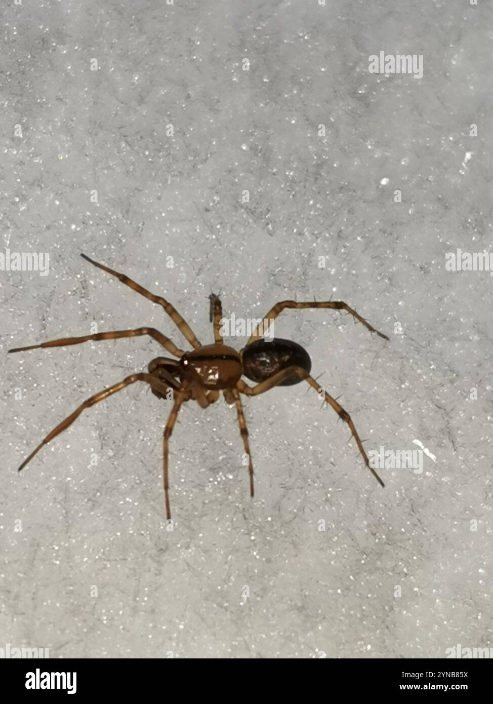 Horse-Head Spider (Stemonyphantes lineatus Stock Photo - Alamy