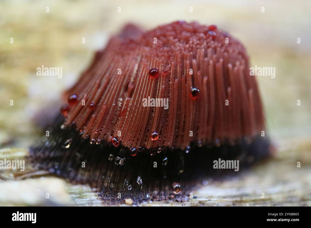 chocolate tube slime (Stemonitis splendens Stock Photo - Alamy
