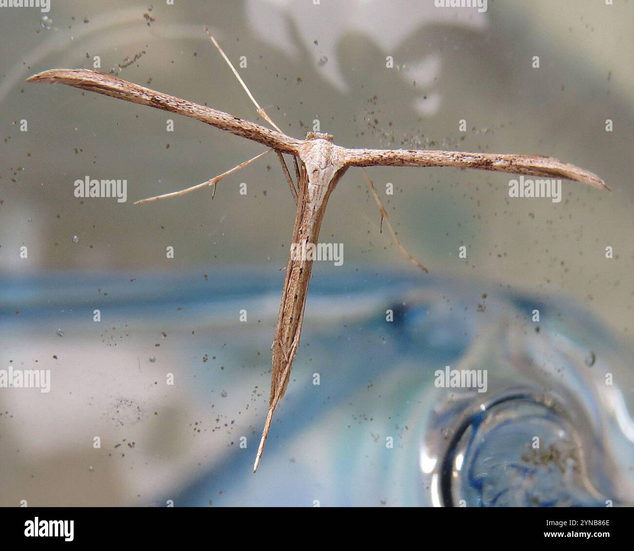 Morning-glory Plume Moth (Emmelina monodactyla Stock Photo - Alamy