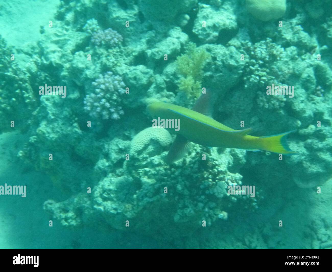 Chlorurus gibbus hi-res stock photography and images - Alamy