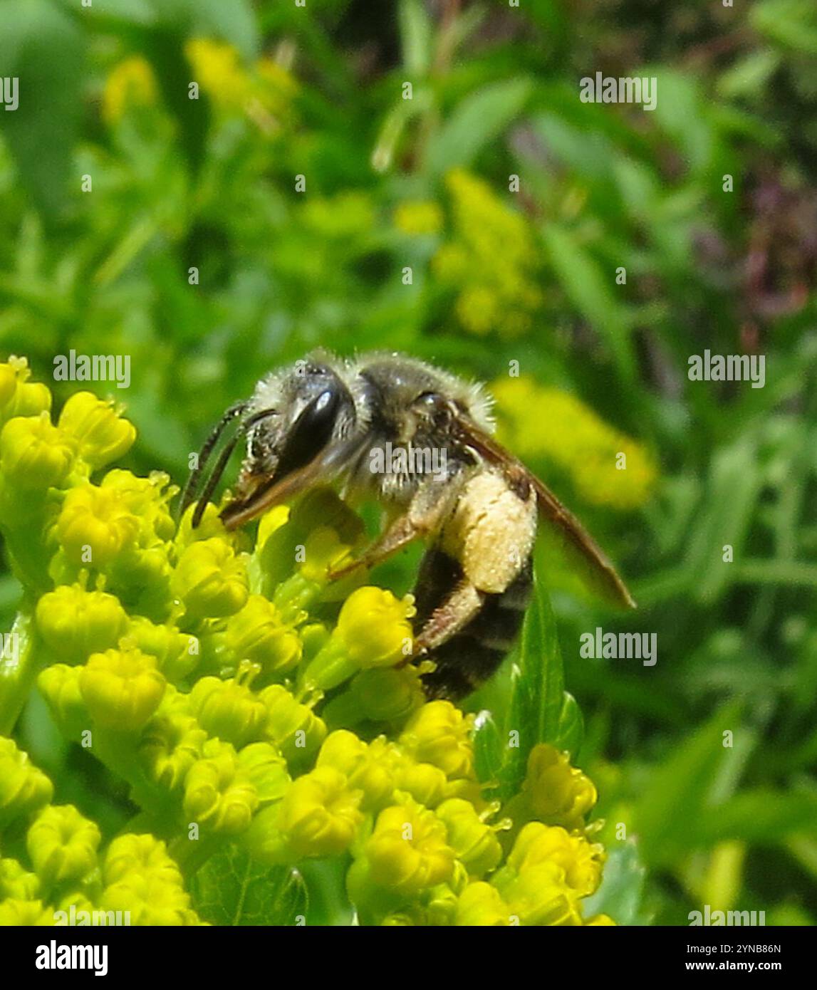 Mining Bees (Andrena Stock Photo - Alamy