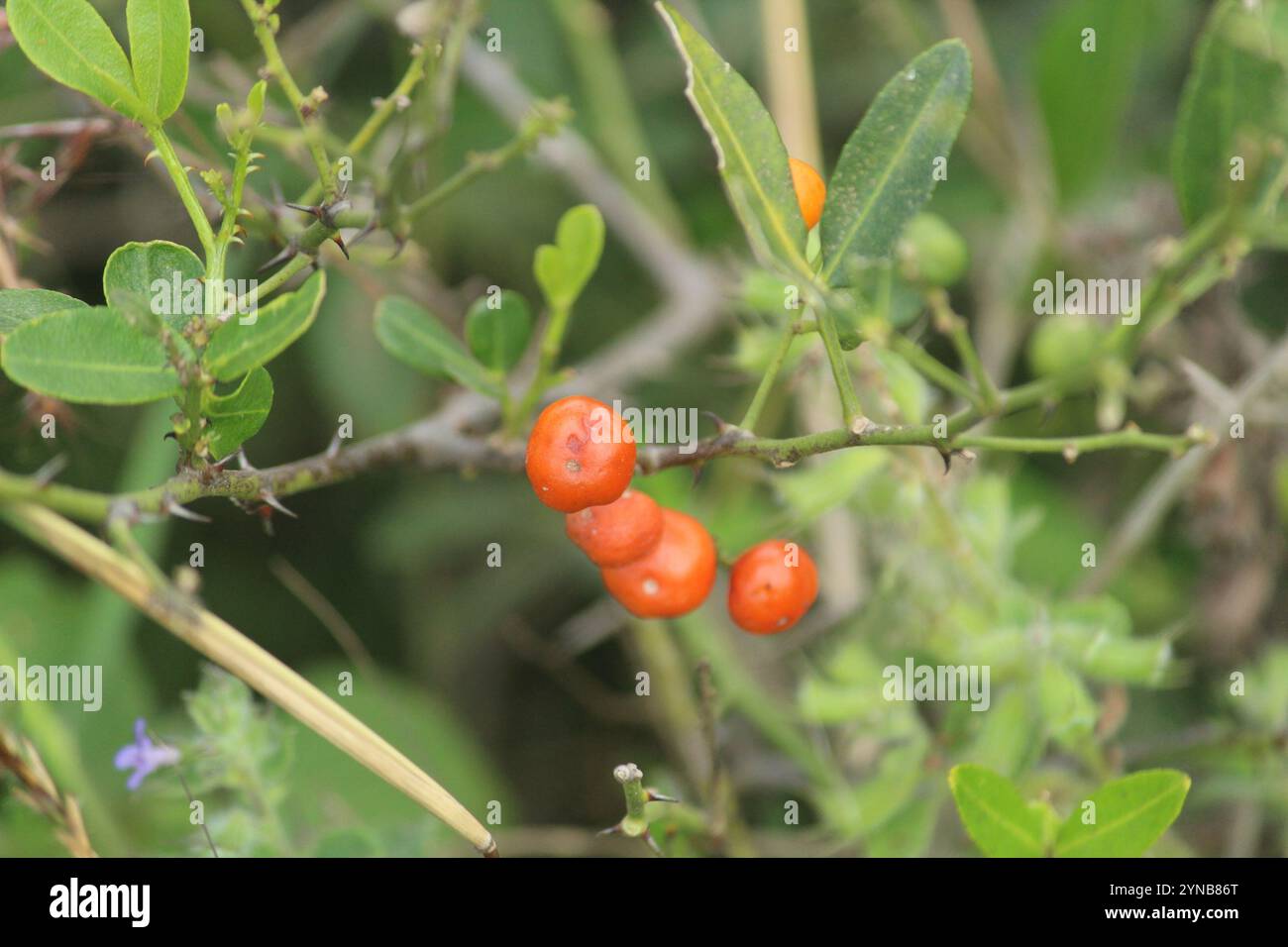 orange climber (Zanthoxylum asiaticum Stock Photo - Alamy