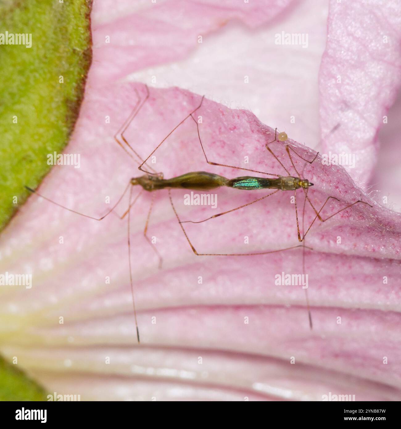 Stilt Bugs (Berytidae Stock Photo - Alamy