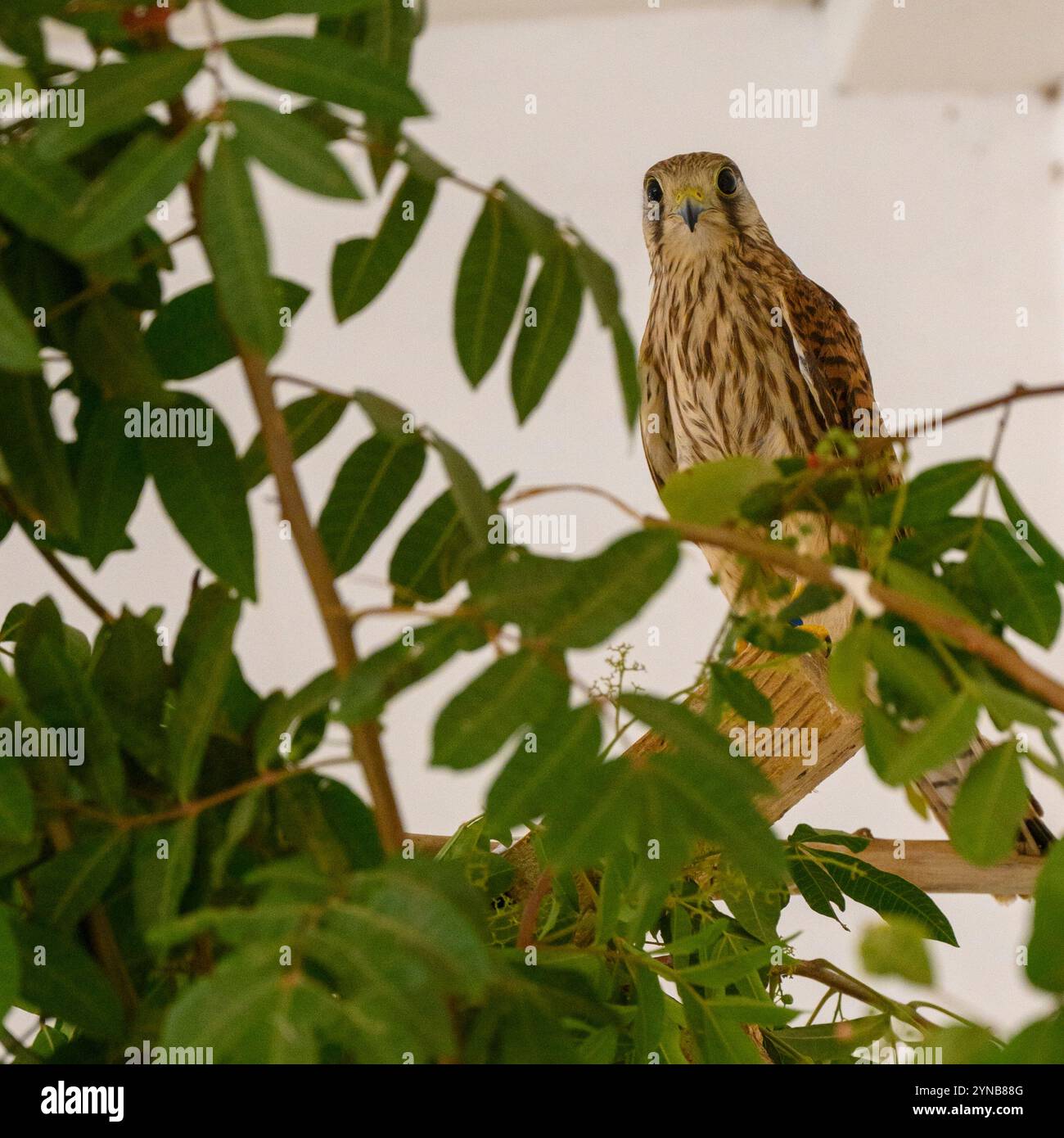 Hospitalised common kestrel (Falco tinnunculus), عوسق before releasing ...