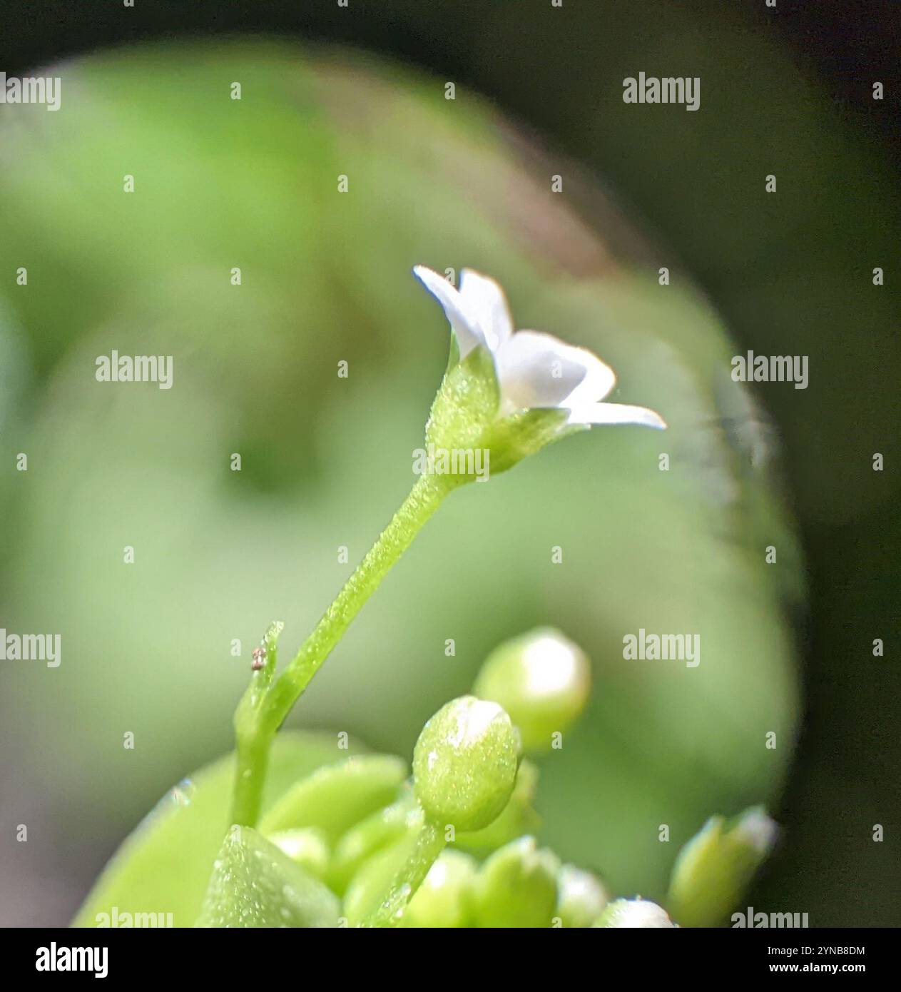 seaside brookweed (Samolus parviflorus Stock Photo - Alamy