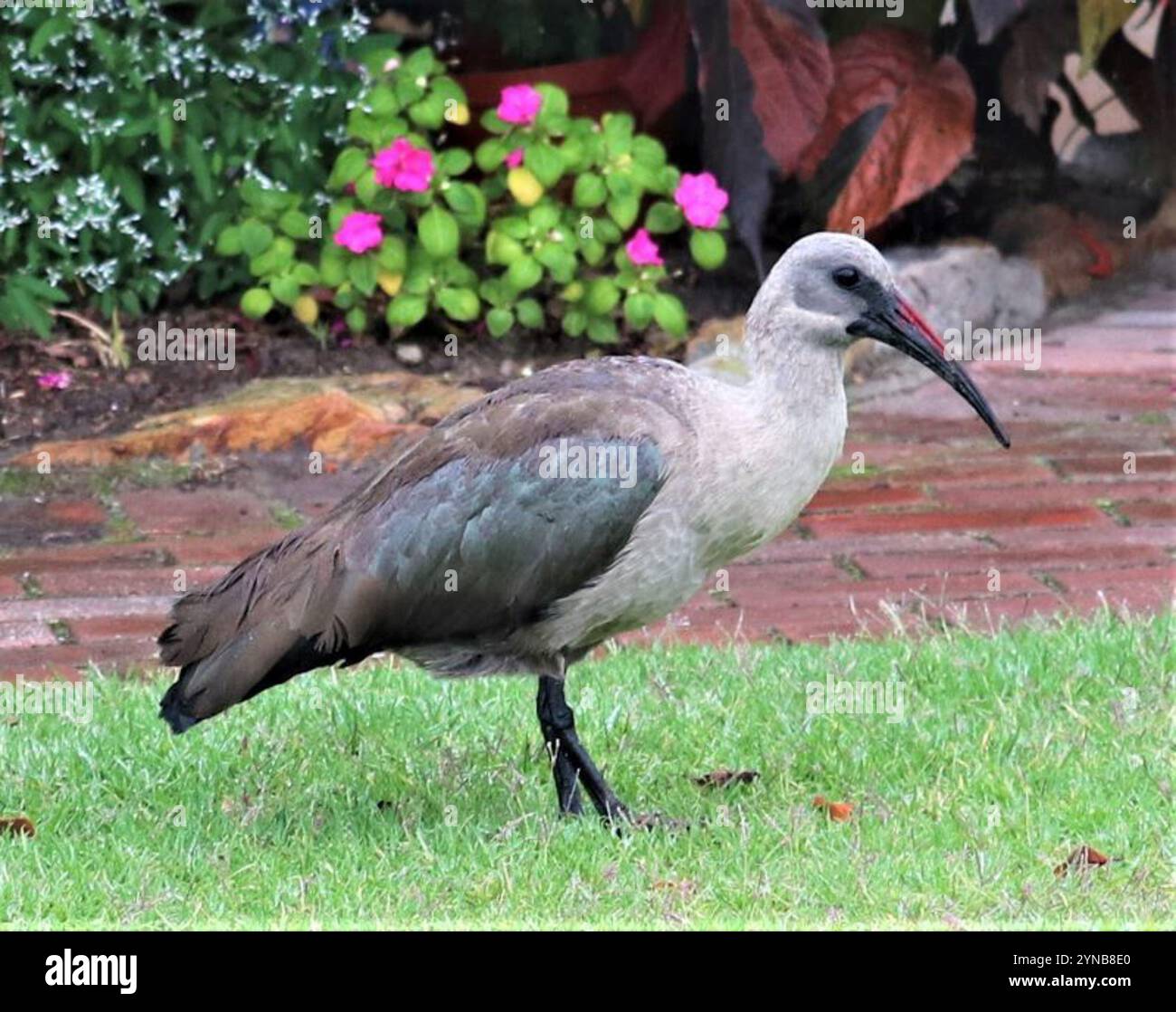 Southern Hadada Ibis (Bostrychia hagedash hagedash Stock Photo - Alamy
