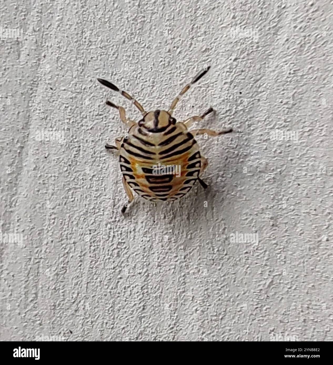 Stink Bugs (Pentatomidae Stock Photo - Alamy