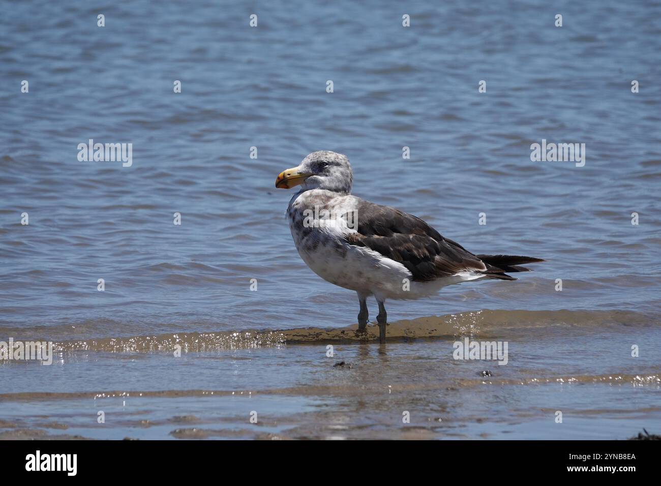 Pacific Gull (Larus pacificus Stock Photo - Alamy