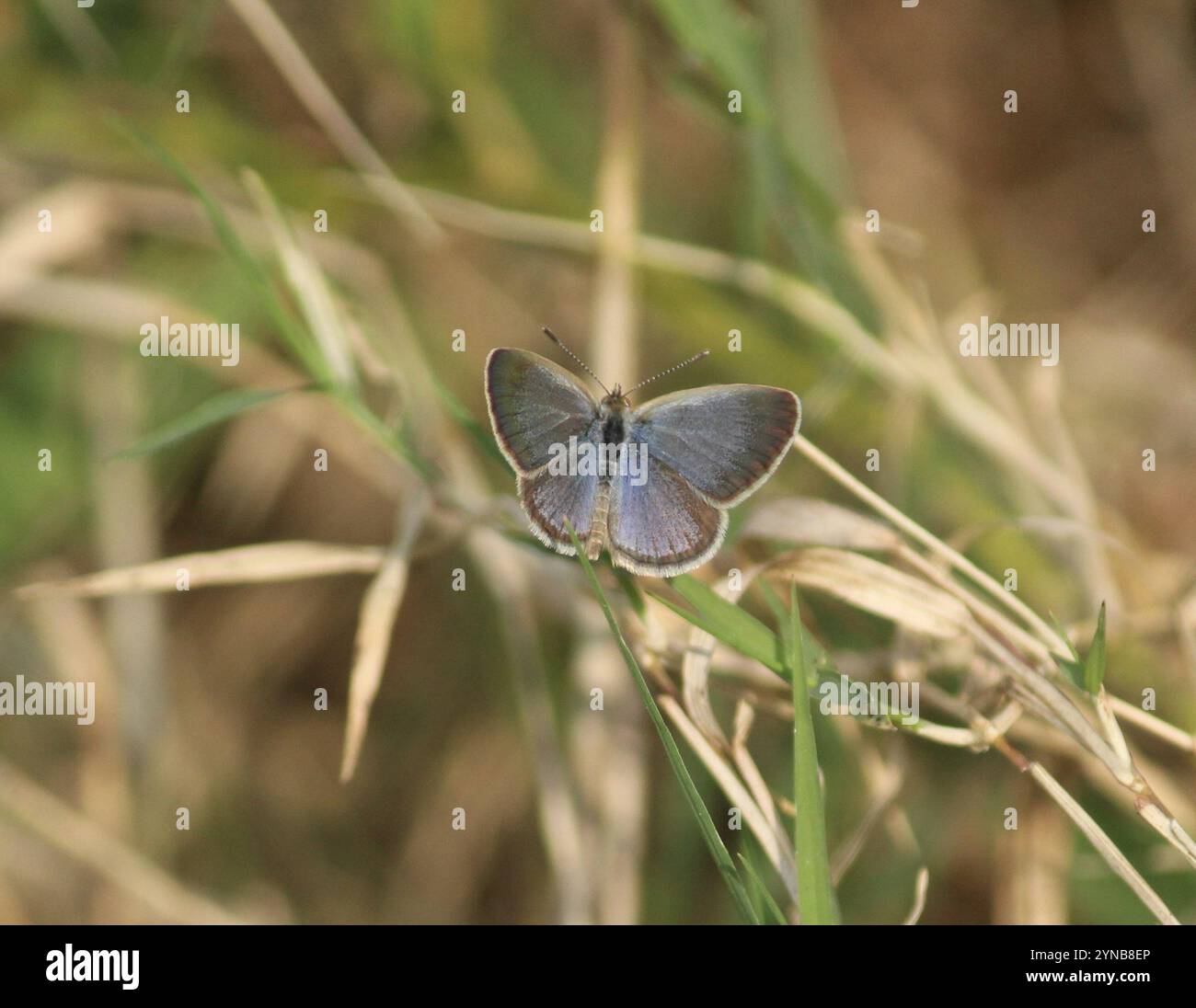 Lesser Grass Blue (Zizina otis Stock Photo - Alamy