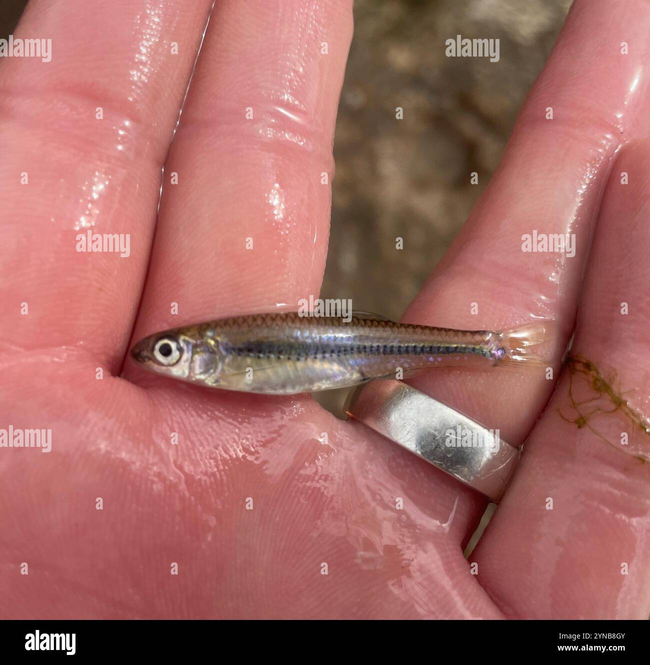 Sand Shiner (Miniellus stramineus Stock Photo - Alamy