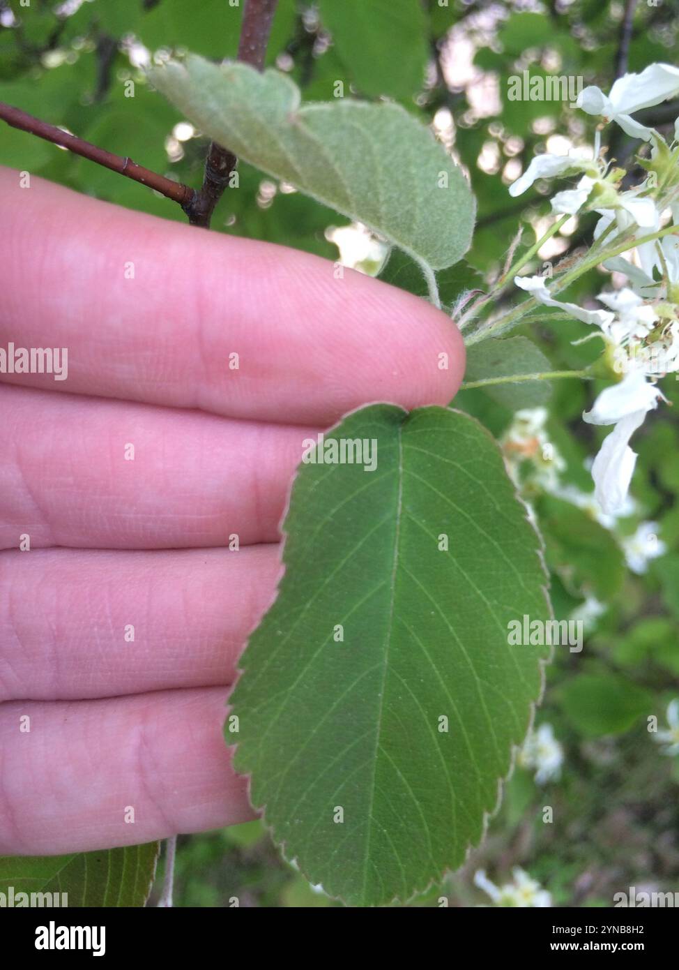 roundleaf shadbush (Amelanchier sanguinea Stock Photo - Alamy