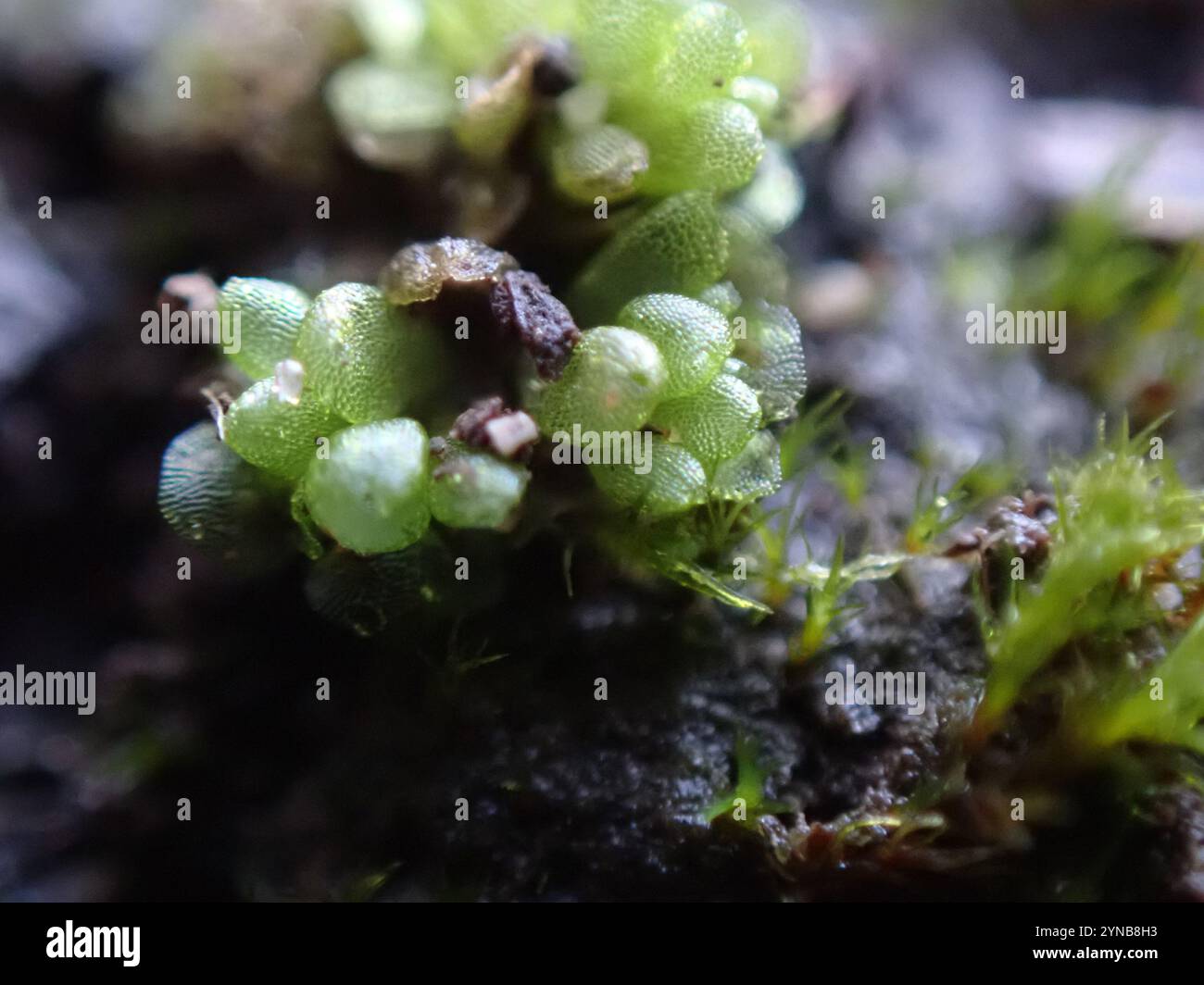 Sphaerocarpos hi-res stock photography and images - Alamy