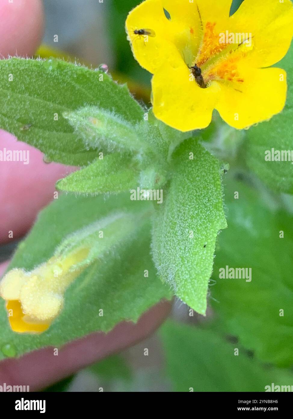 musk monkeyflower (Erythranthe moschata Stock Photo - Alamy