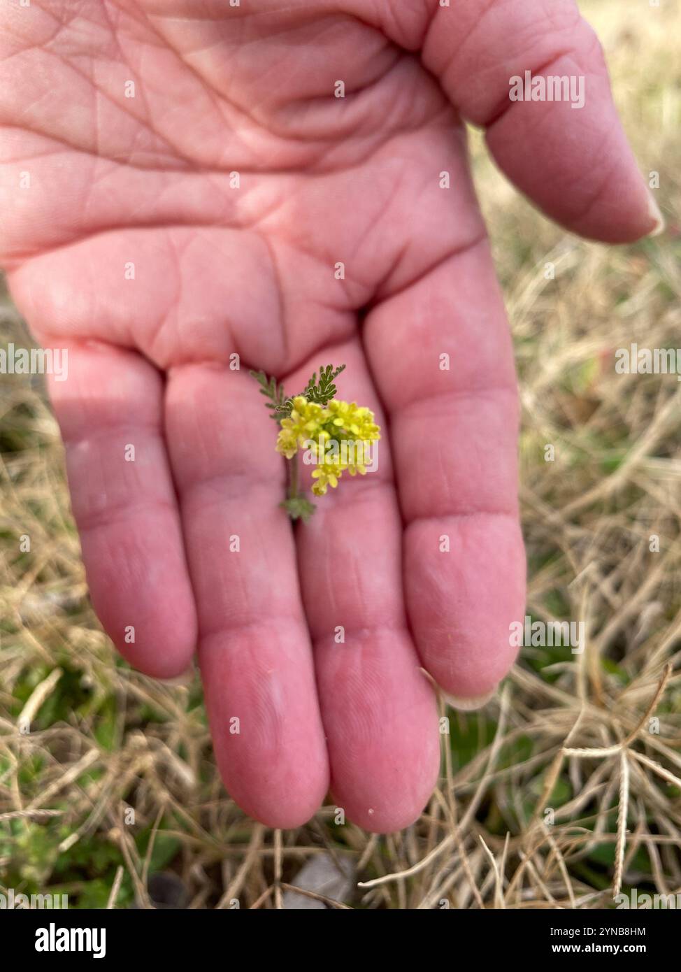 Western Tansymustard (Descurainia pinnata Stock Photo - Alamy