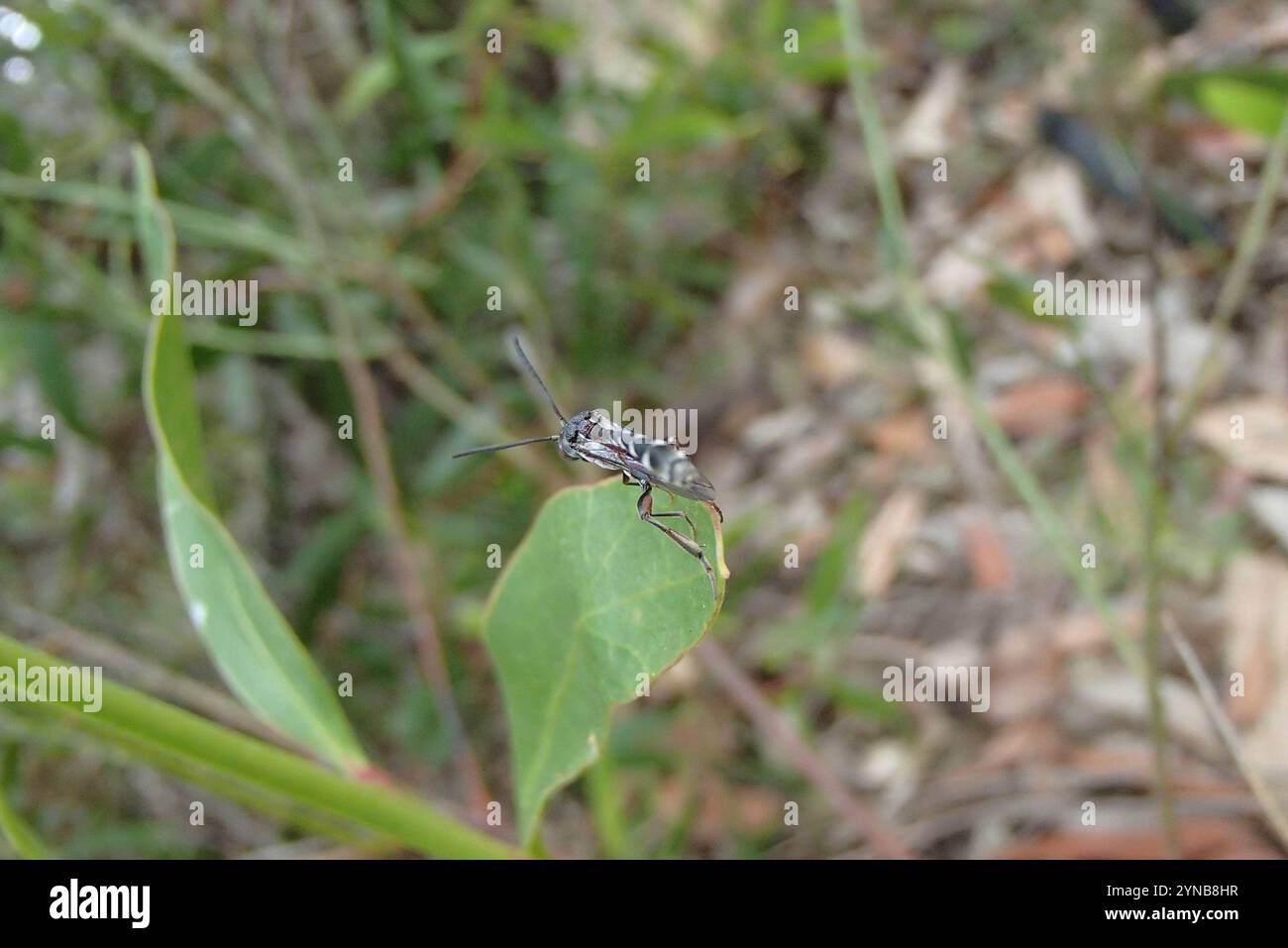 Gasteruptiidae hi-res stock photography and images - Alamy