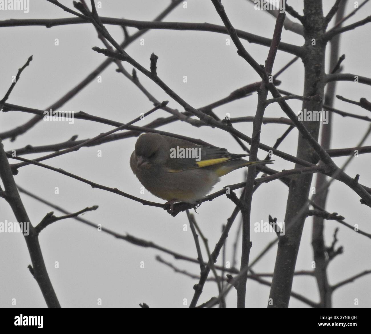 European Greenfinch (Chloris chloris Stock Photo - Alamy