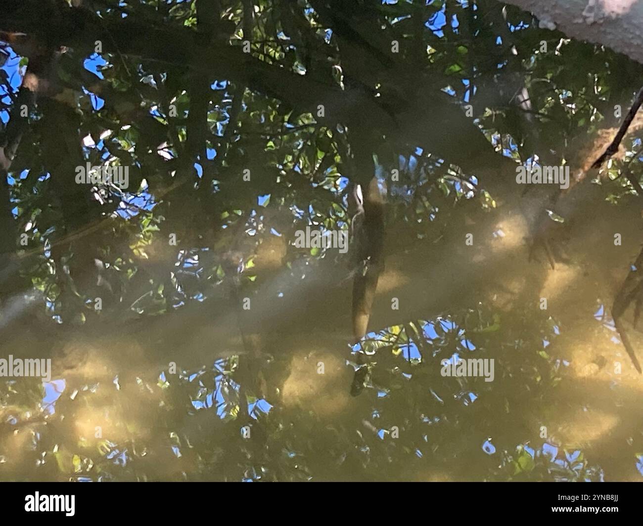 Common Snook (Centropomus undecimalis Stock Photo - Alamy