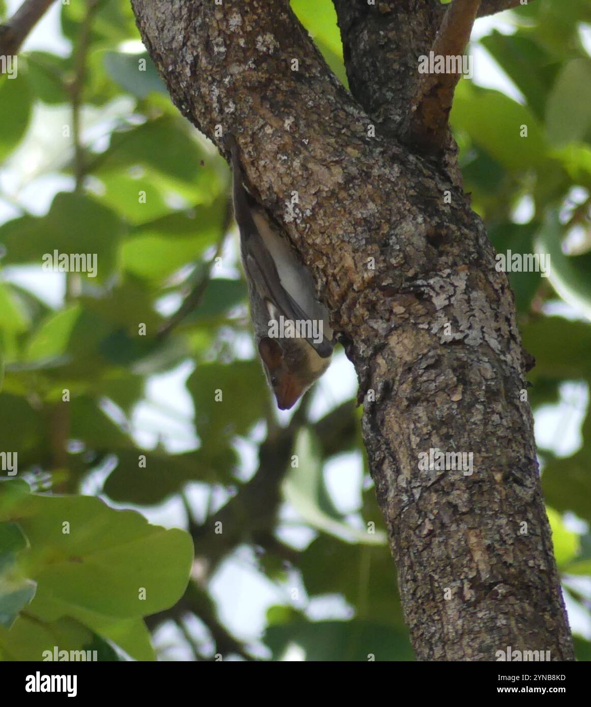 Mauritian Tomb Bat (Taphozous mauritianus Stock Photo - Alamy
