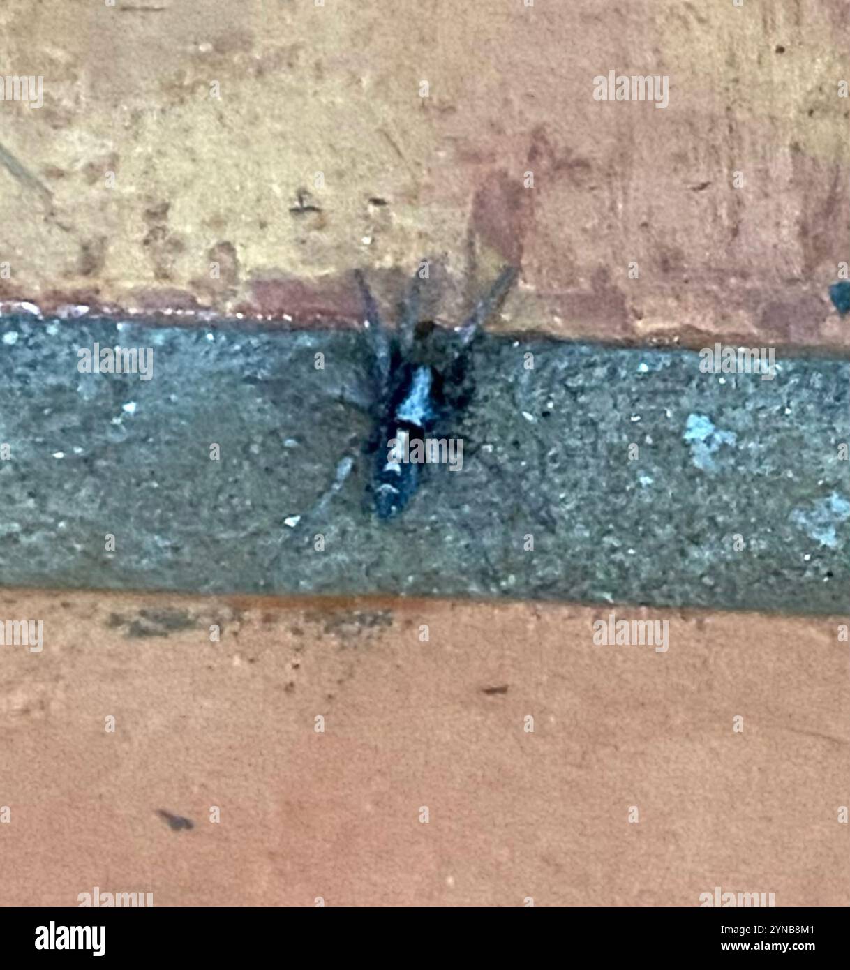 Eastern Parson Spider (Herpyllus ecclesiasticus Stock Photo - Alamy