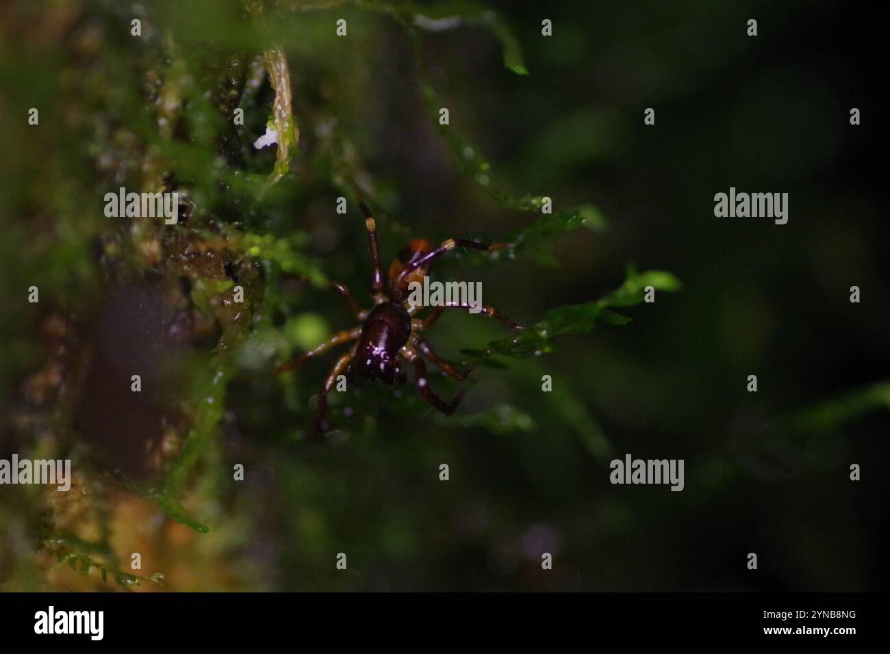 Ground and Ant-mimic Sac Spiders (Corinnidae Stock Photo - Alamy