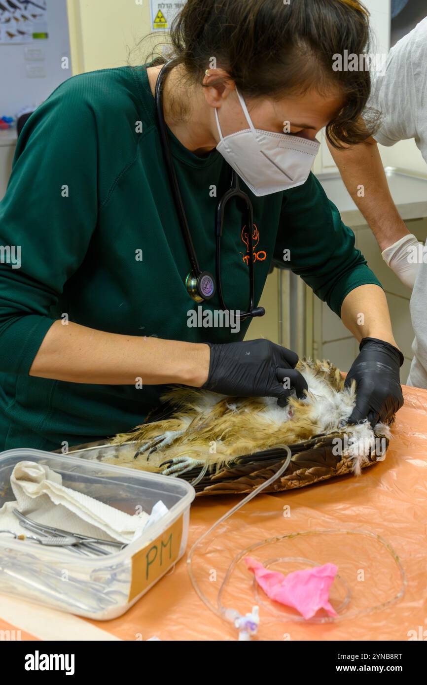 Postmortem examination of lungs hi-res stock photography and images - Alamy
