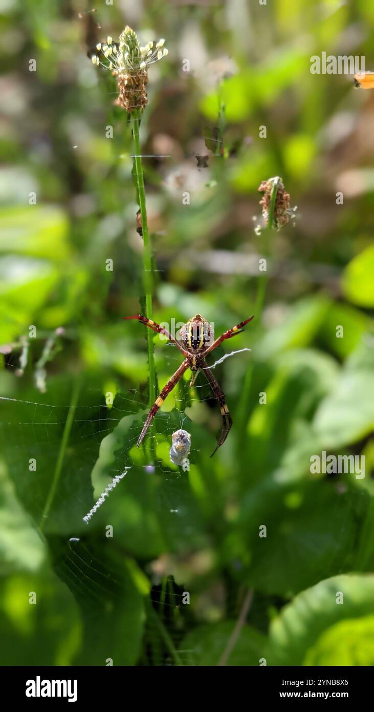 Saint Andrew's Cross Spider (Argiope keyserlingi Stock Photo - Alamy