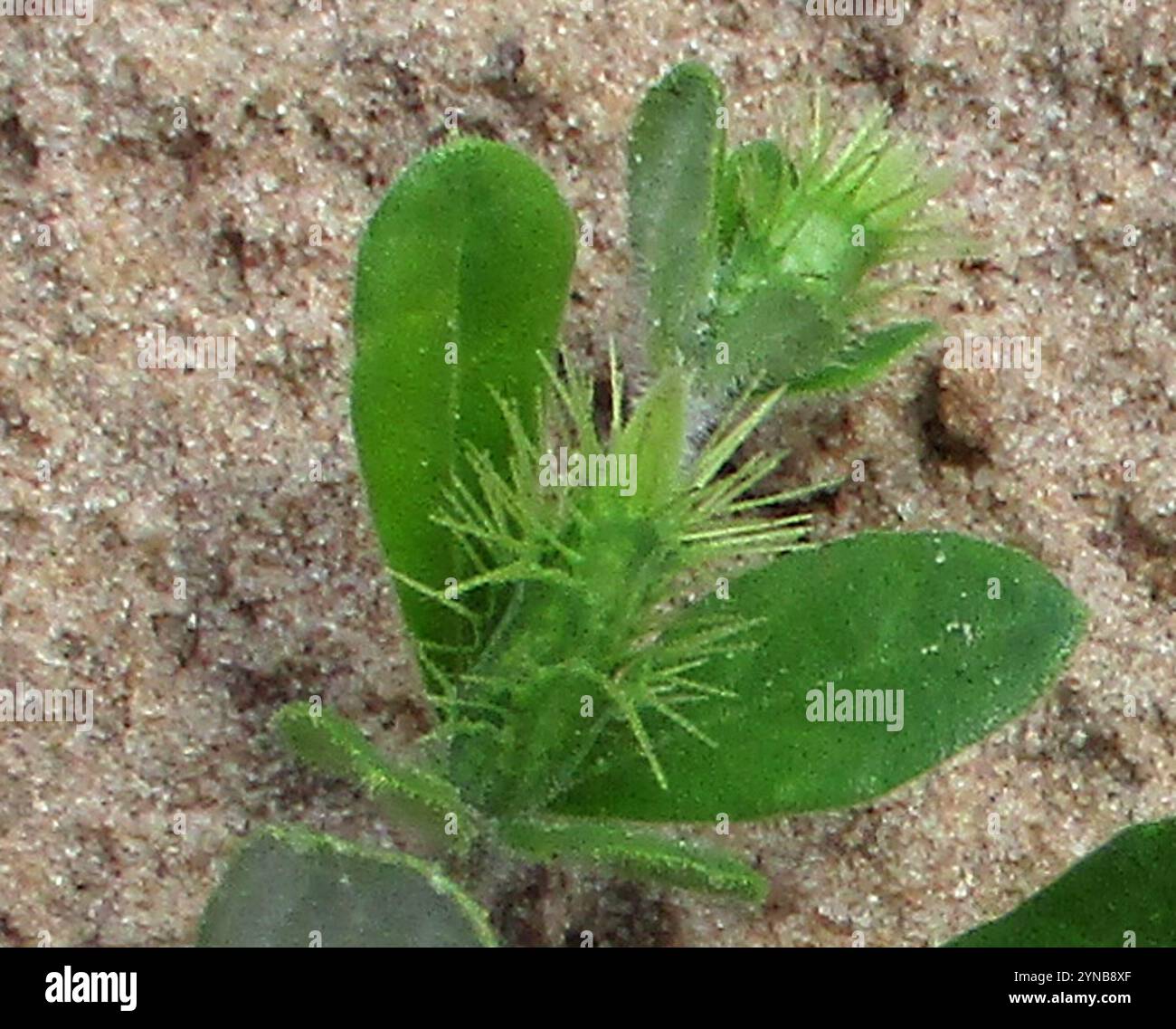 Surprise Packet (Blepharis maderaspatensis Stock Photo - Alamy