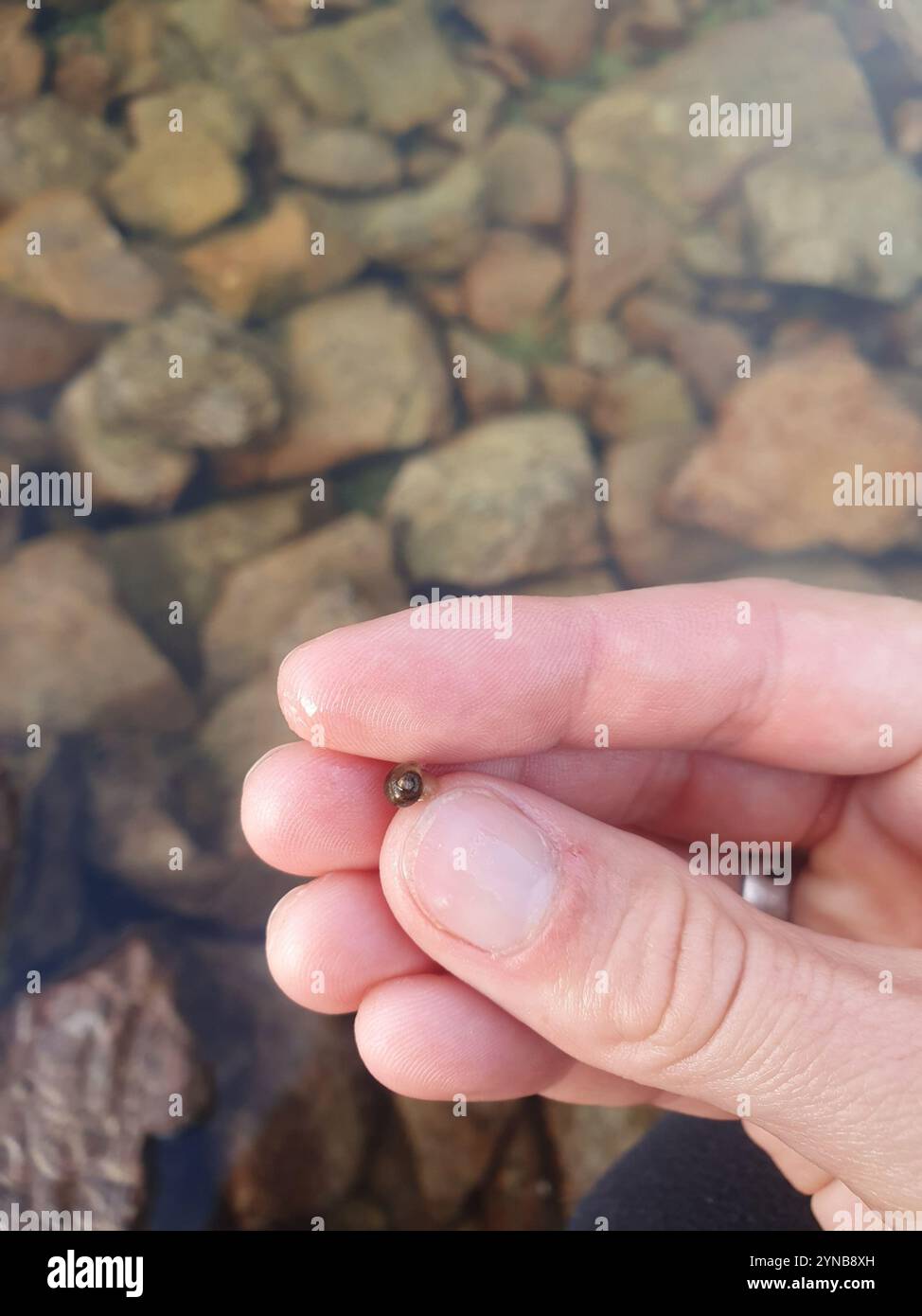 Big-eared Radix (Radix auricularia Stock Photo - Alamy