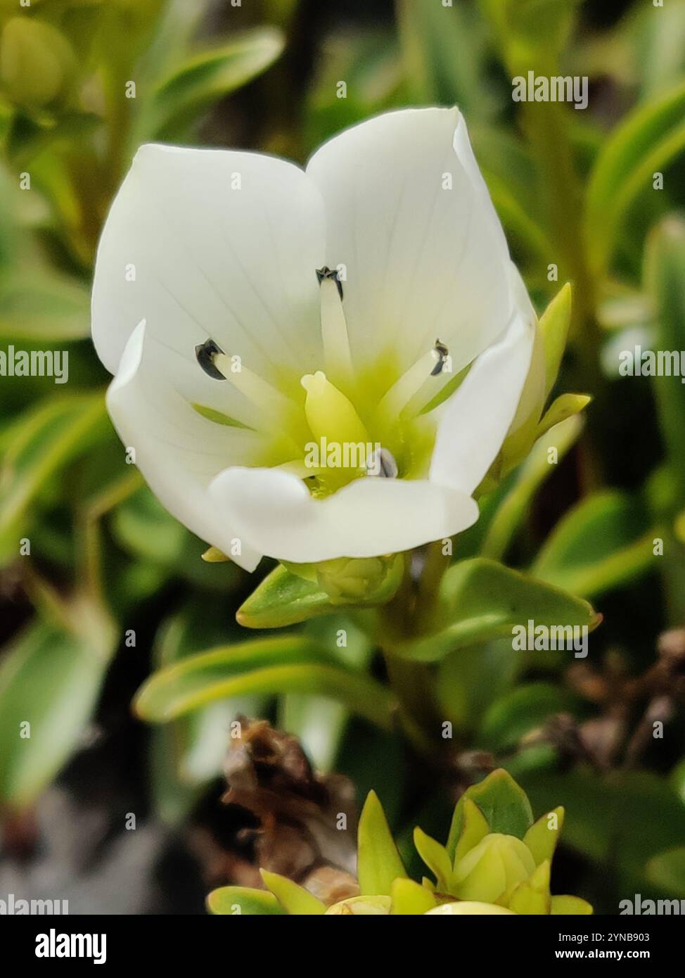 dwarf gentians (Gentianella Stock Photo - Alamy