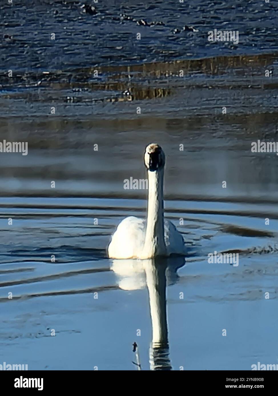 Tundra Swan (Cygnus columbianus Stock Photo - Alamy