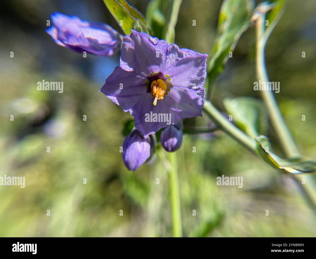 bluewitch nightshade (Solanum umbelliferum Stock Photo - Alamy