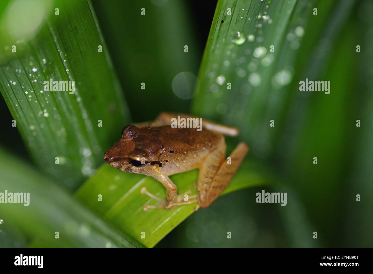 Northern Rainfrogs (Craugastor Stock Photo - Alamy