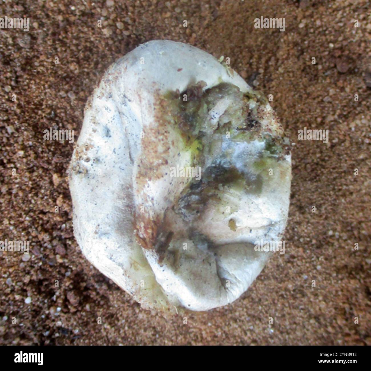 Lily borer brithys crini hi-res stock photography and images - Alamy