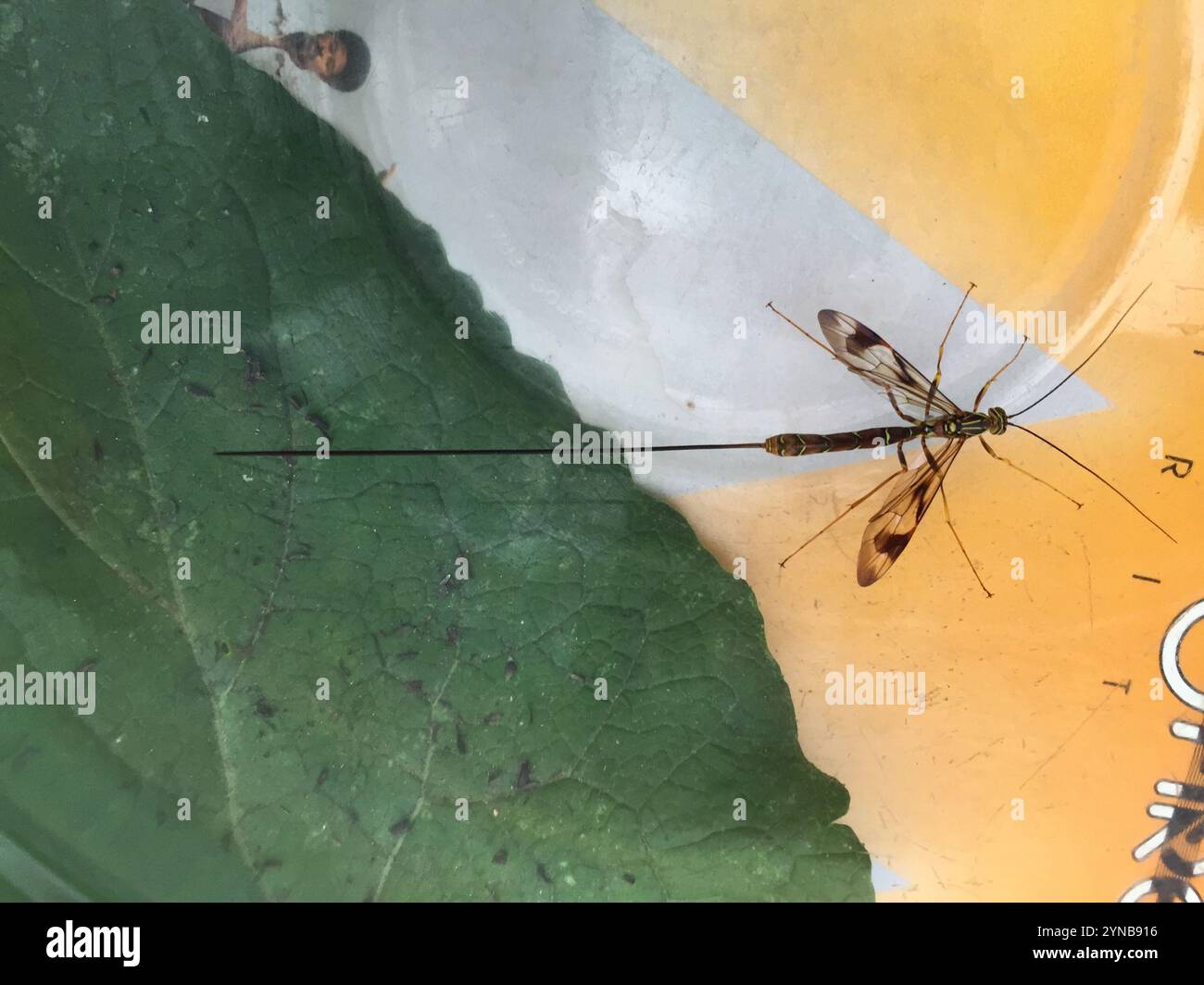 Long-tailed Giant Ichneumonid Wasp (Megarhyssa macrurus macrurus Stock ...