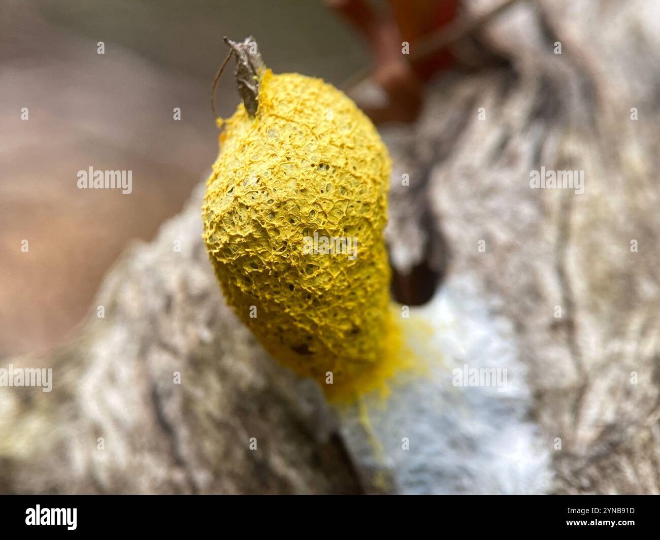 Dog Vomit Slime Mold (Fuligo septica Stock Photo - Alamy