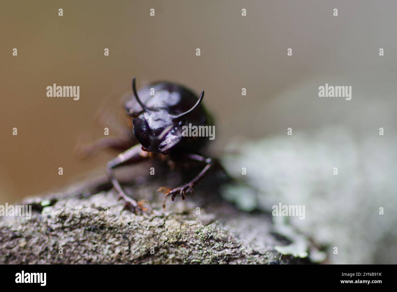 Dung Beetles (Scarabaeinae Stock Photo - Alamy