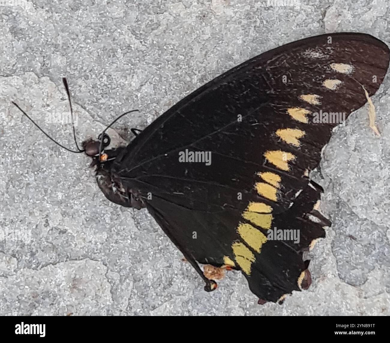 Polydamas Swallowtail (Battus polydamas Stock Photo - Alamy