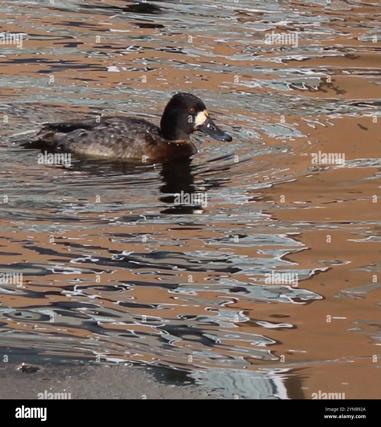 Lesser Scaup (Aythya affinis Stock Photo - Alamy