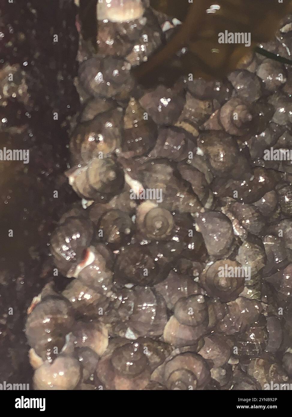 Frilled Dogwinkle (Nucella lamellosa Stock Photo - Alamy