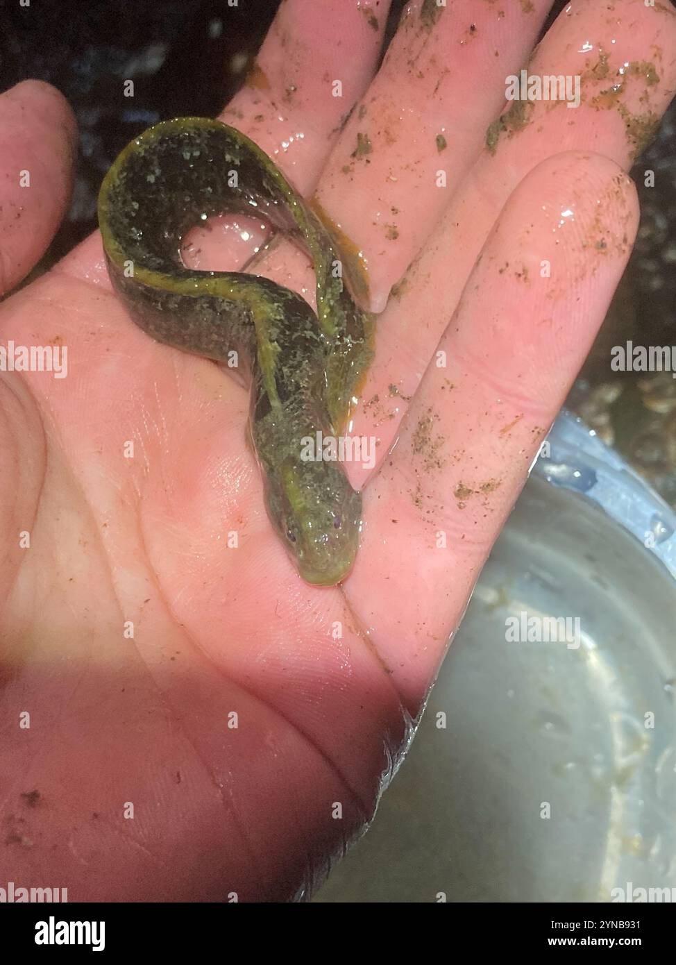 High Cockscomb (Anoplarchus purpurescens Stock Photo - Alamy